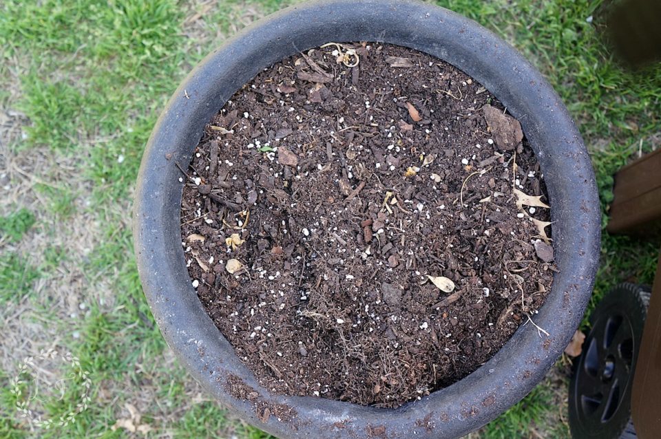 6 Step Recipe for Partial-Sun Container Garden Plus Planting Tips ...