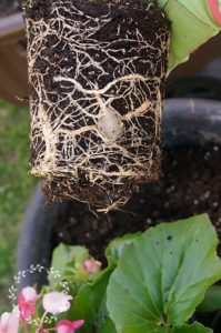 6 Step Recipe for Partial-Sun Container Garden Plus Planting Tips ...