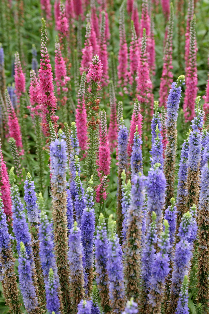 12 Best Perennial Plants for a Low-Maintenance Garden - Lost & Found Decor